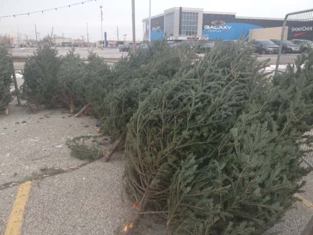 Windsor to begin Christmas tree collection this week